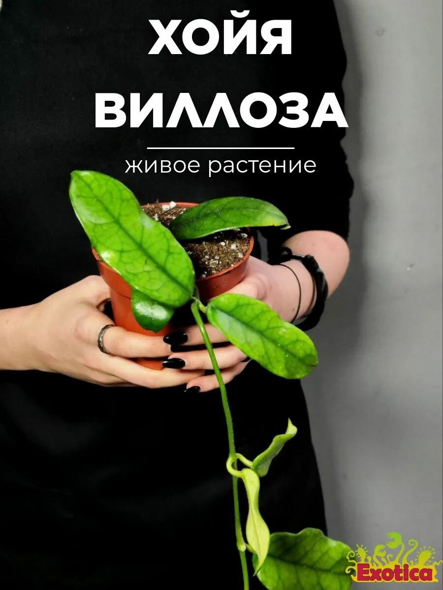 Хойя Виллоза (Hoya Villosa) D10см, растение в горшке