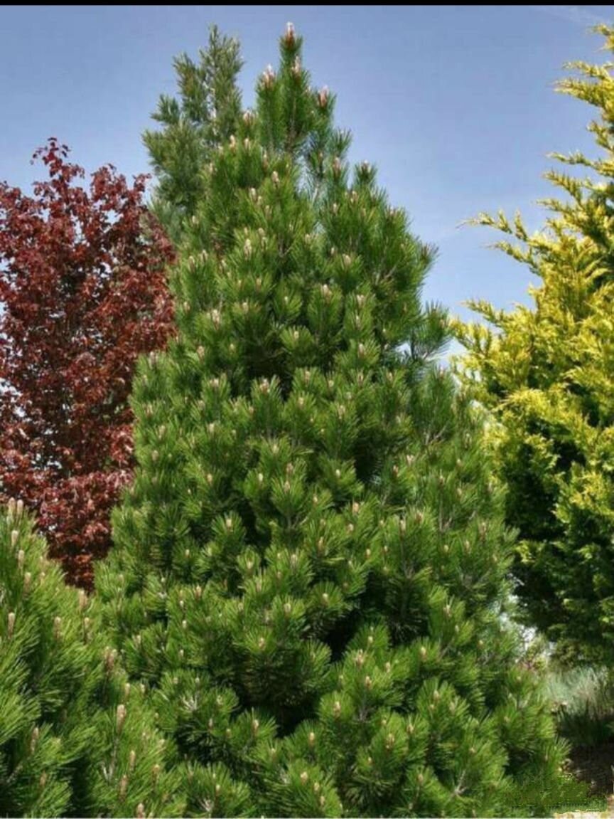 Семена Сосны Боснийской, 25 штук