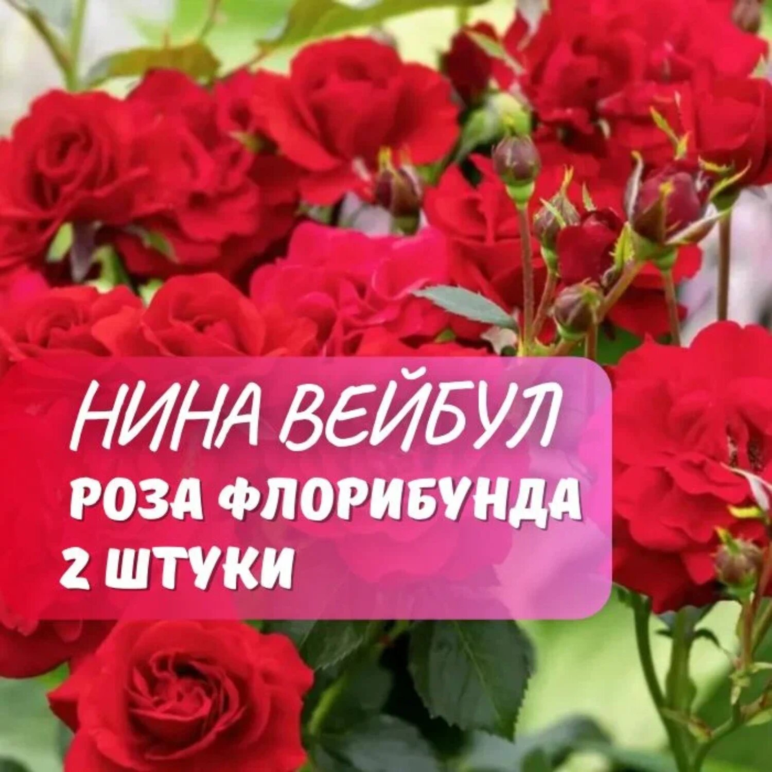 Роза флорибунда "Нина Вейбул", многолетняя, красная, саженцы, 2шт.