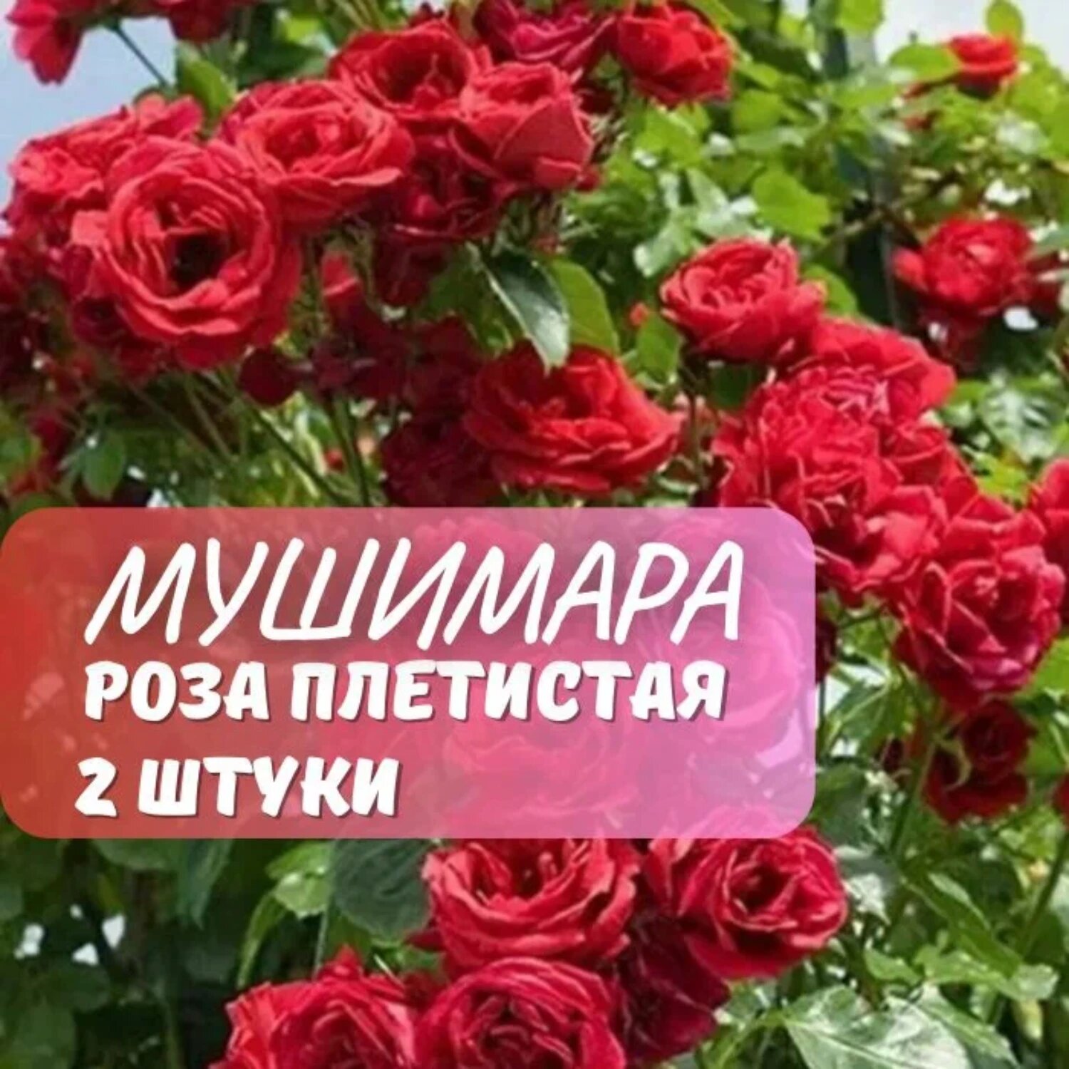 Роза плетистая "Мушимара", многолетняя, красная, 30-50 см, 2 шт.