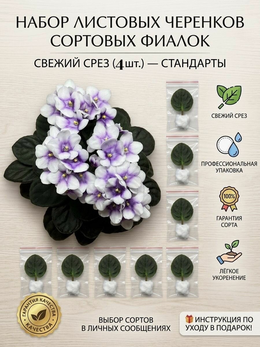 Набор из 4 листовых черенков сортовых фиалок, стандартные сорта