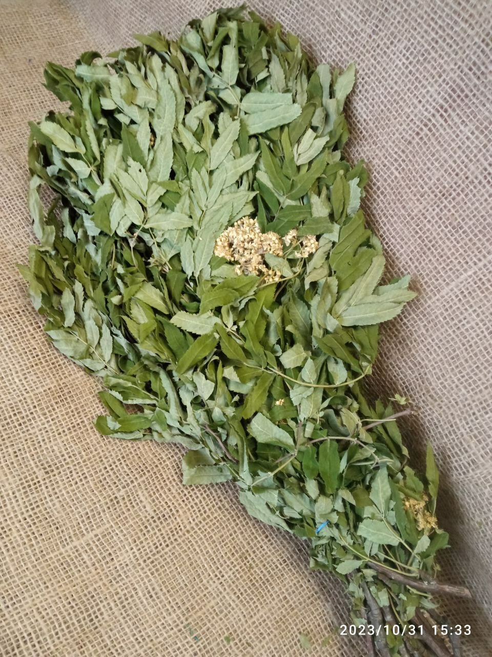 Лакомство для шиншилл, хомяков, морских свинок, дегу, крыс, песчанок ChinZoo веничек из цветущей рябины