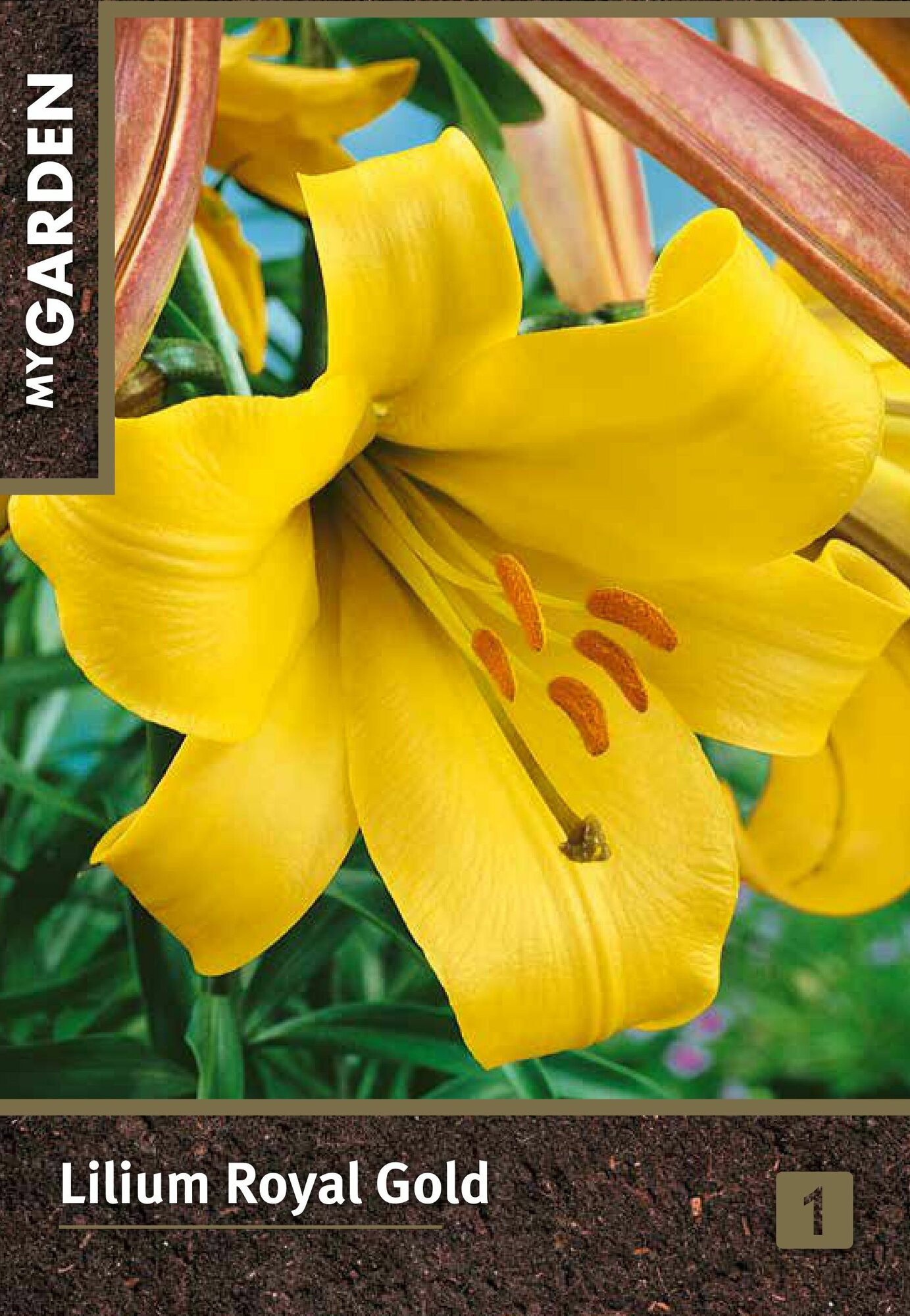 Лилия трубчатая ройал голд