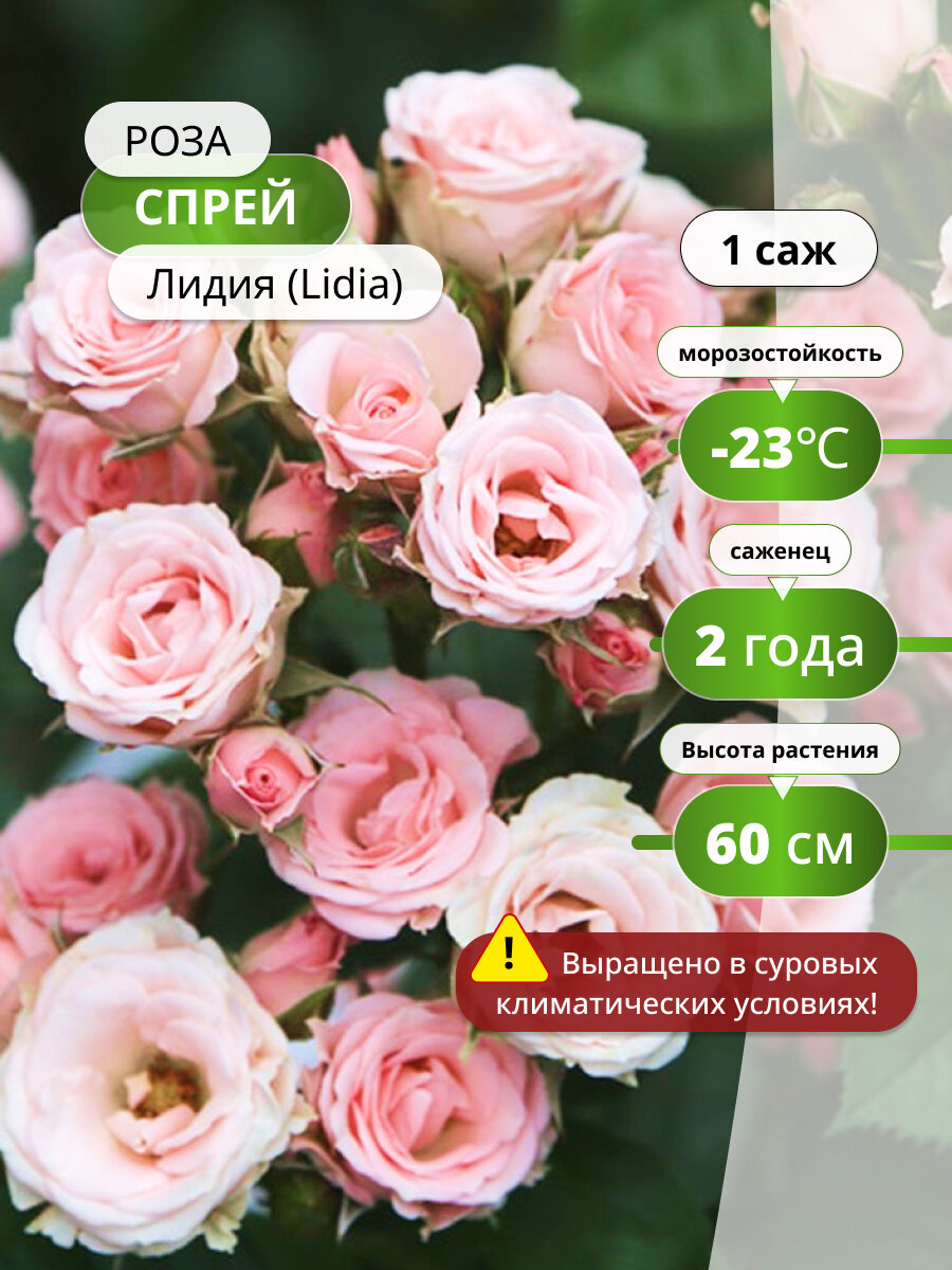 Роза спрей "Лидия", многолетняя, посадка июнь-июль, высота 60 см, 1 шт