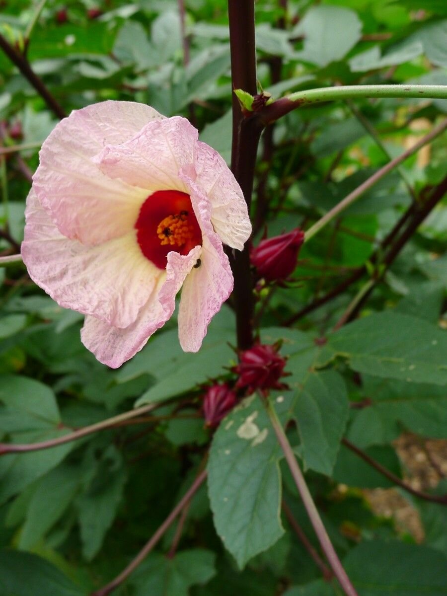 Гибискус Сабдариффа Каркаде семена 5 штук