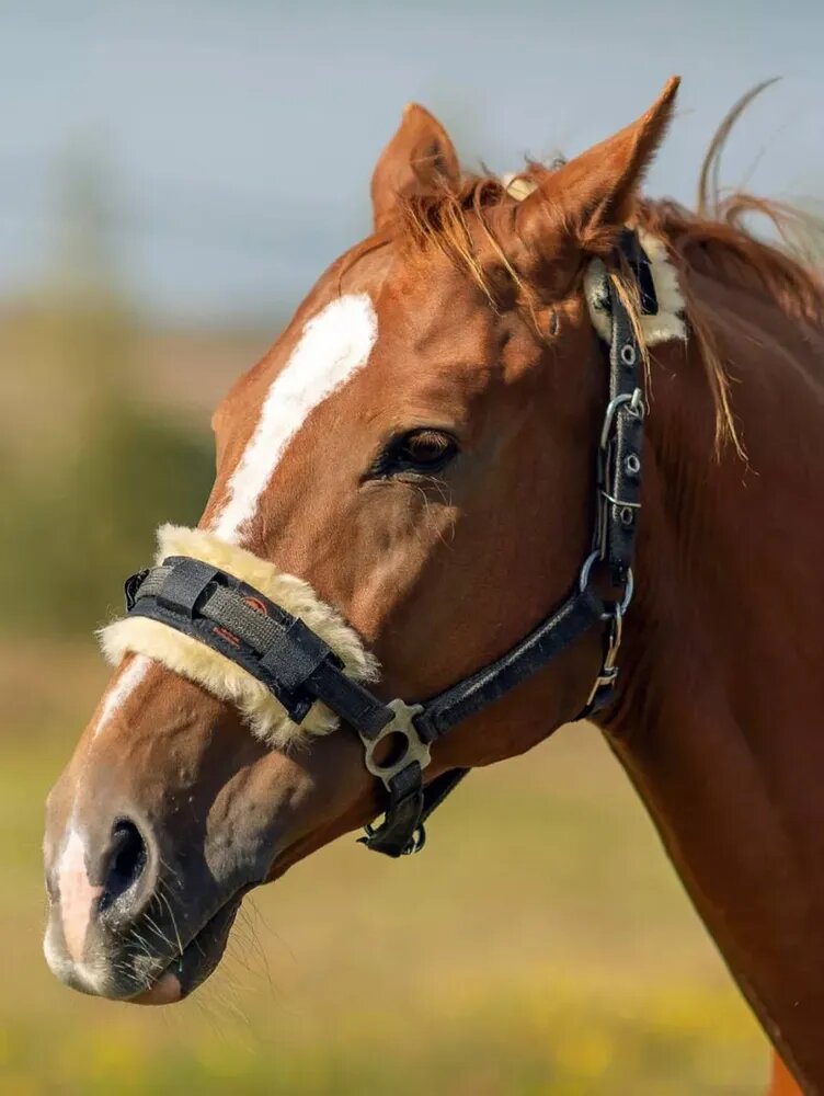 Меховушки на недоуздок Shkura-Dekor набор 2 шт (28 и 32 см) с кантом бежевый