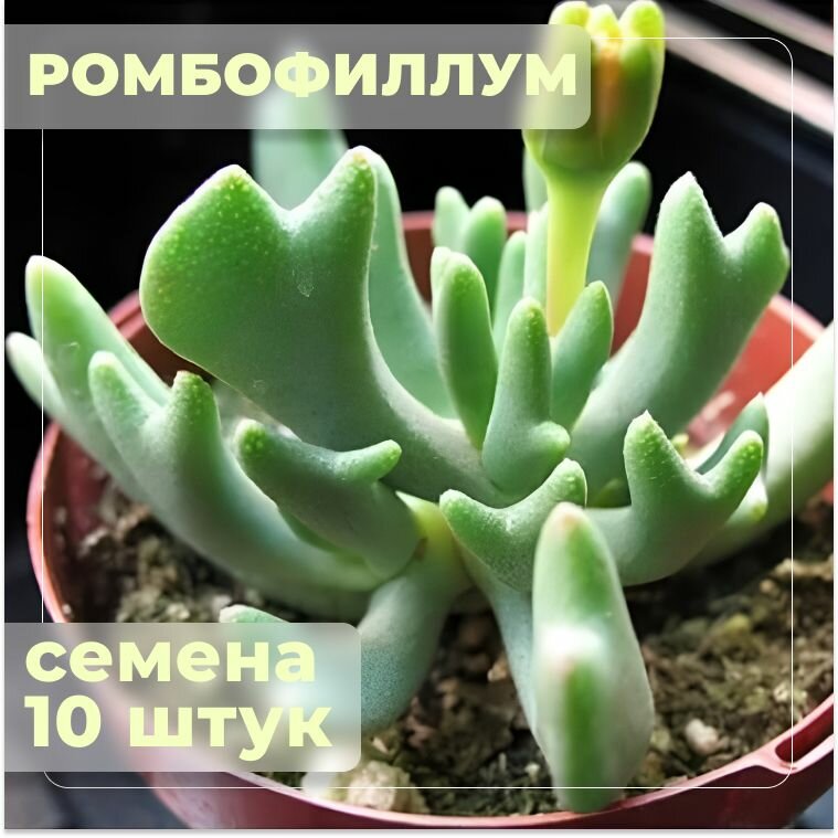 Ромбофиллум долотовидный, суккулент для дома, семена 10 штук