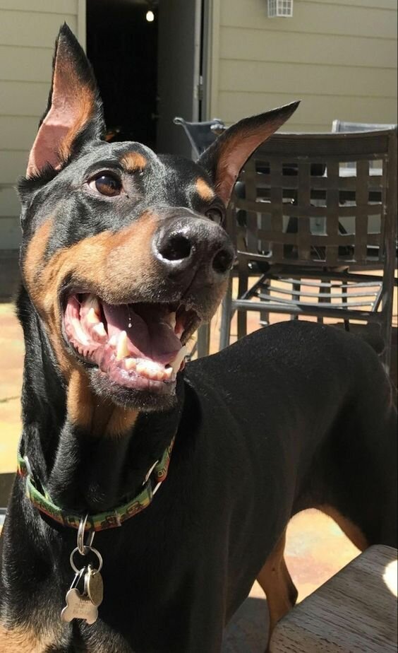 Алмазная живопись 'Животное черная собака доберман' 5D DIY круглый алмаз 40x50 см