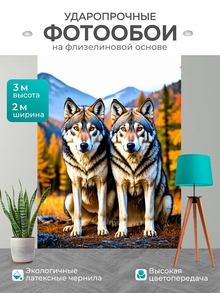 Фотообои моющиеся ударопрочные "Два волка на переднем плане, сидящие рядом друг с другом, с ярко выраженной шерстью и проницательными глазами. Фон" 200x300 см. флизелиновые на стену