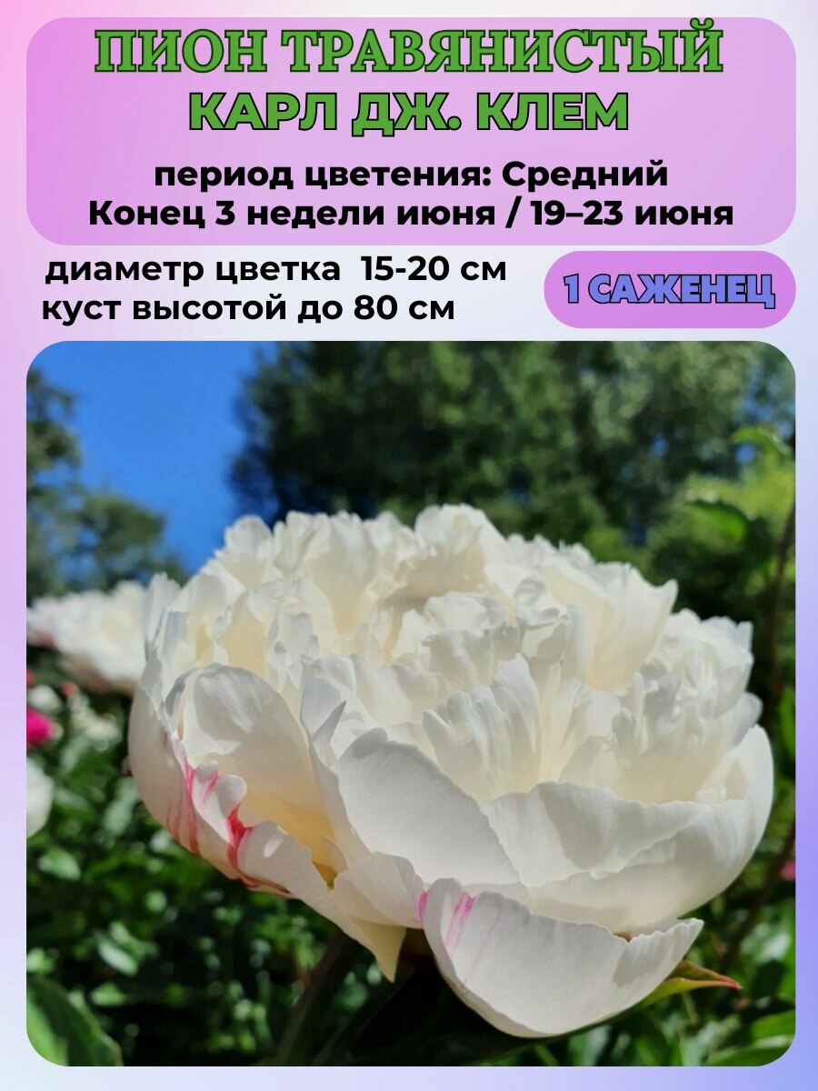 Пион травянистый Карл Дж. Клем, корневище 1 шт.