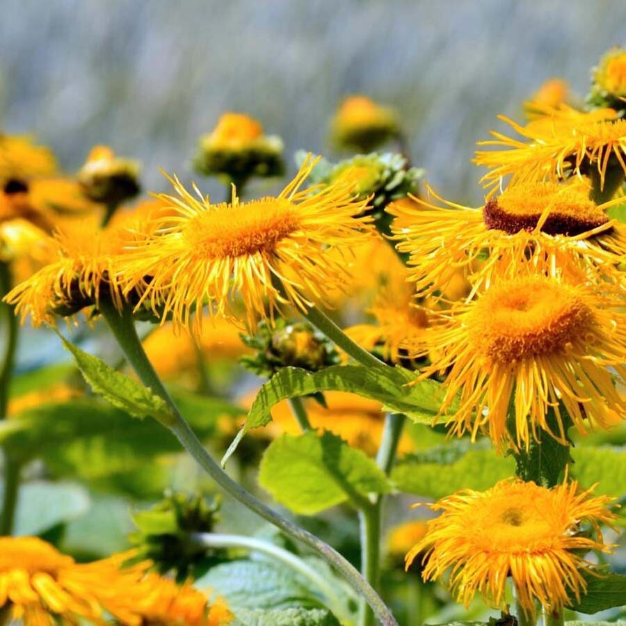 Девясил высокий (корень)