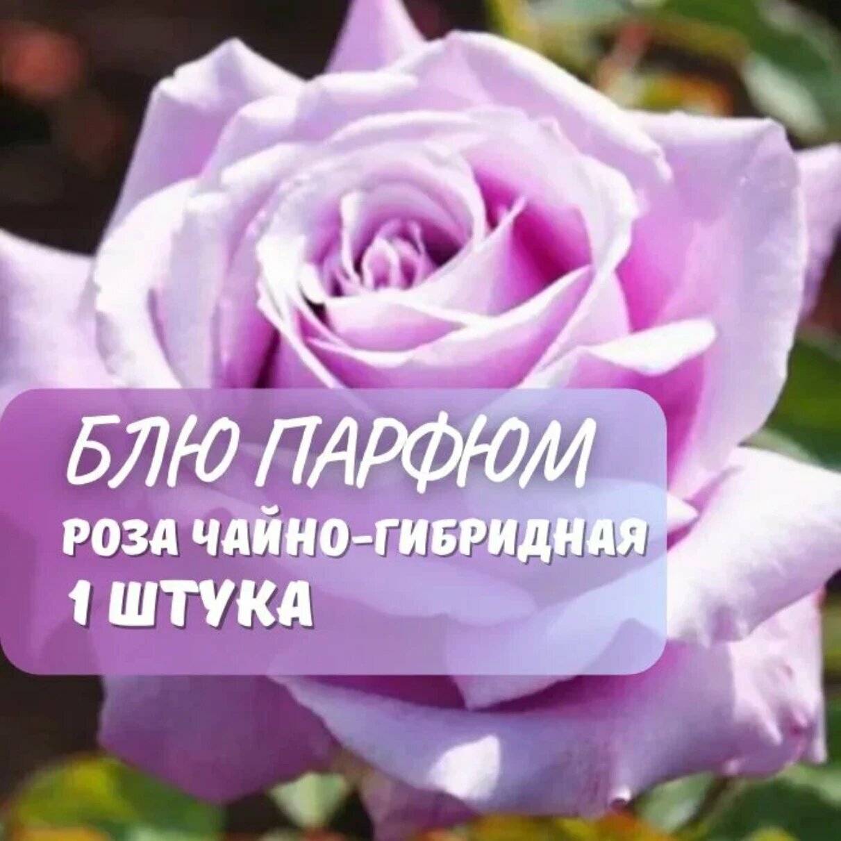 Роза чайно-гибридная Блю Парфюм (Blue Parfum) / 1 шт, ароматная роза
