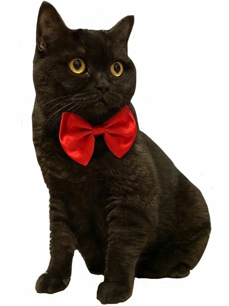 Галстук-бабочка для кота, собаки, красная