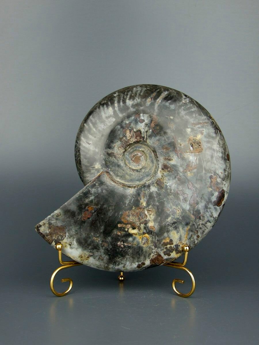 Большой аммонит черный Cleoniceras Мадагаскар, символ вечной жизни 23 см