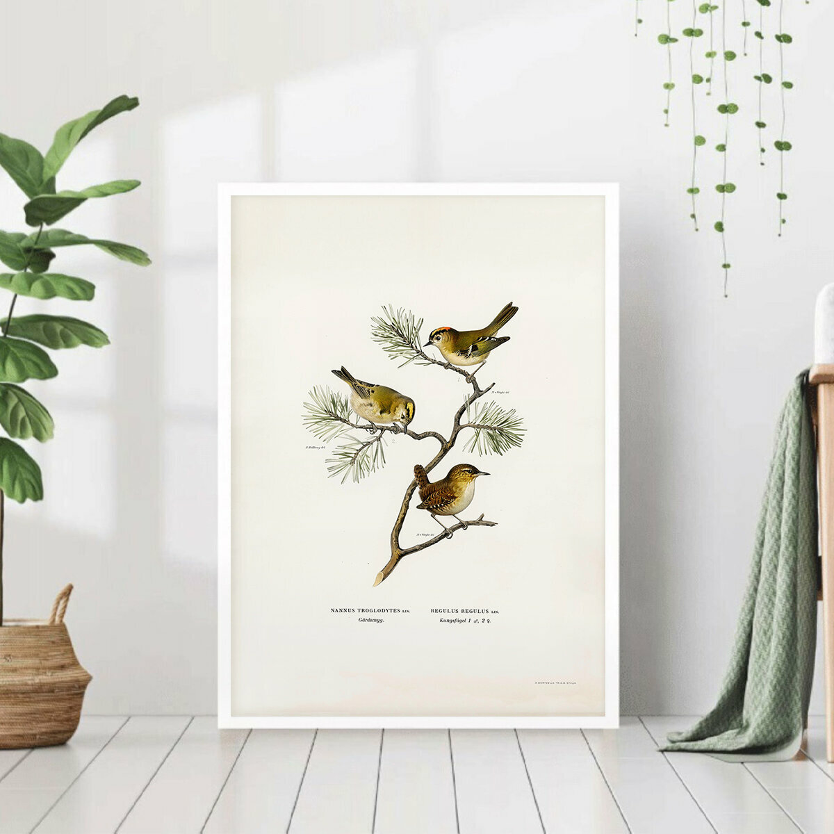 Постер "Птицы на ветке сосны винтажный рисунок" в белой рамке 50x70 см для интерьера на стену