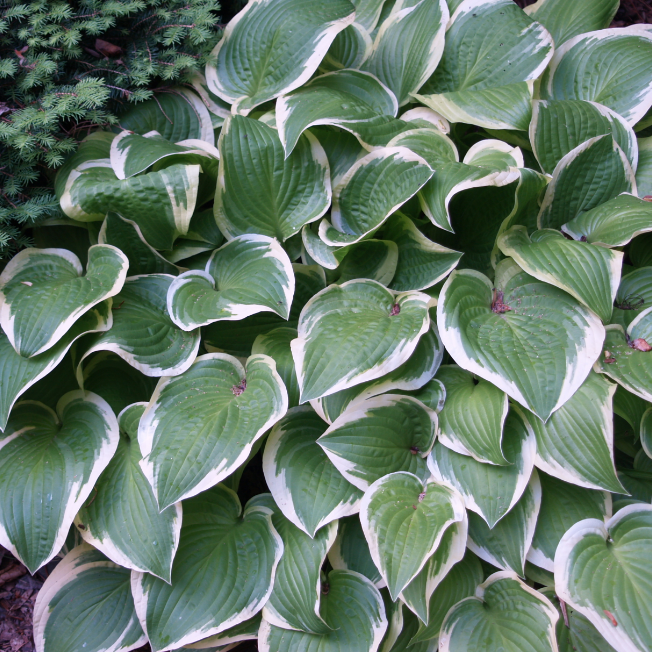 Хоста Регал Сплендор (1 корневище в пакете с торфом), Нидерланды