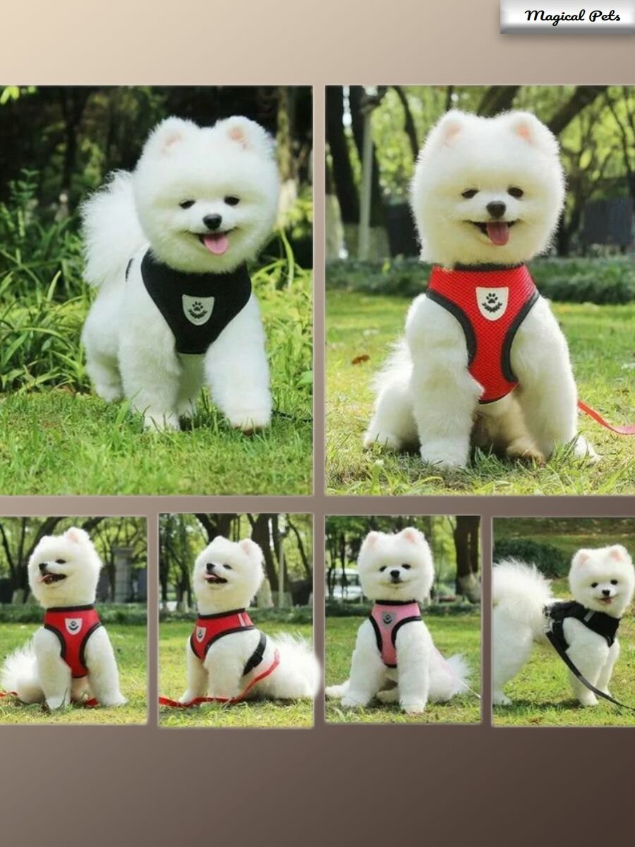 Шлейка для собак мелких и средних пород с поводком