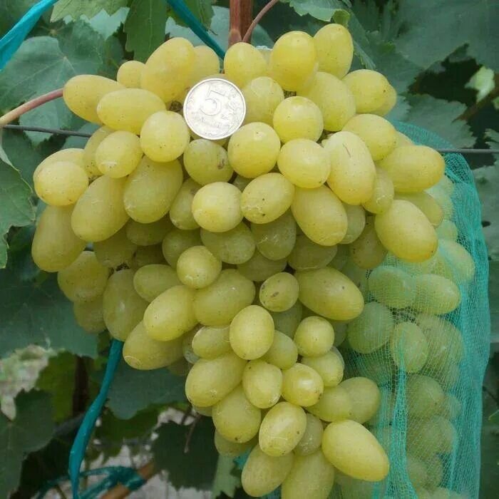 Виноград плодовый Галахад, с3, зкс