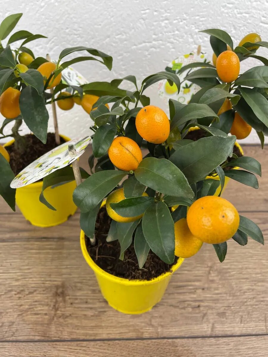 Дерево живое в горшке Лимоннелла Citrus limonella цитрус