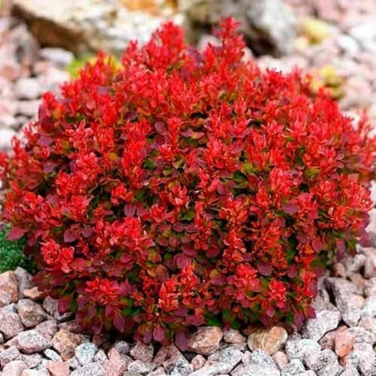 Барбарис Ред Джевел (Berberis Red Jewel) / 1 шт, морозостойкий сорт