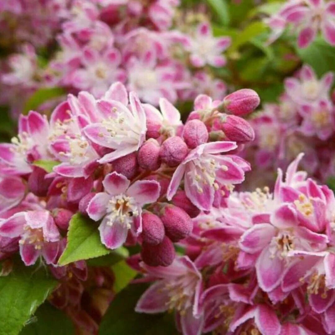 Дейция гибридная Строберри Филдс (Deutzia Strawberry Fields) / 1 шт