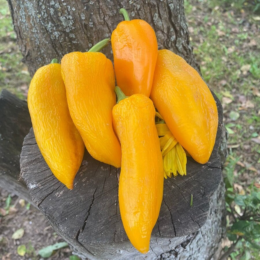 Семена Орешка Перец сладкий Каппи медовый 5 ШТ