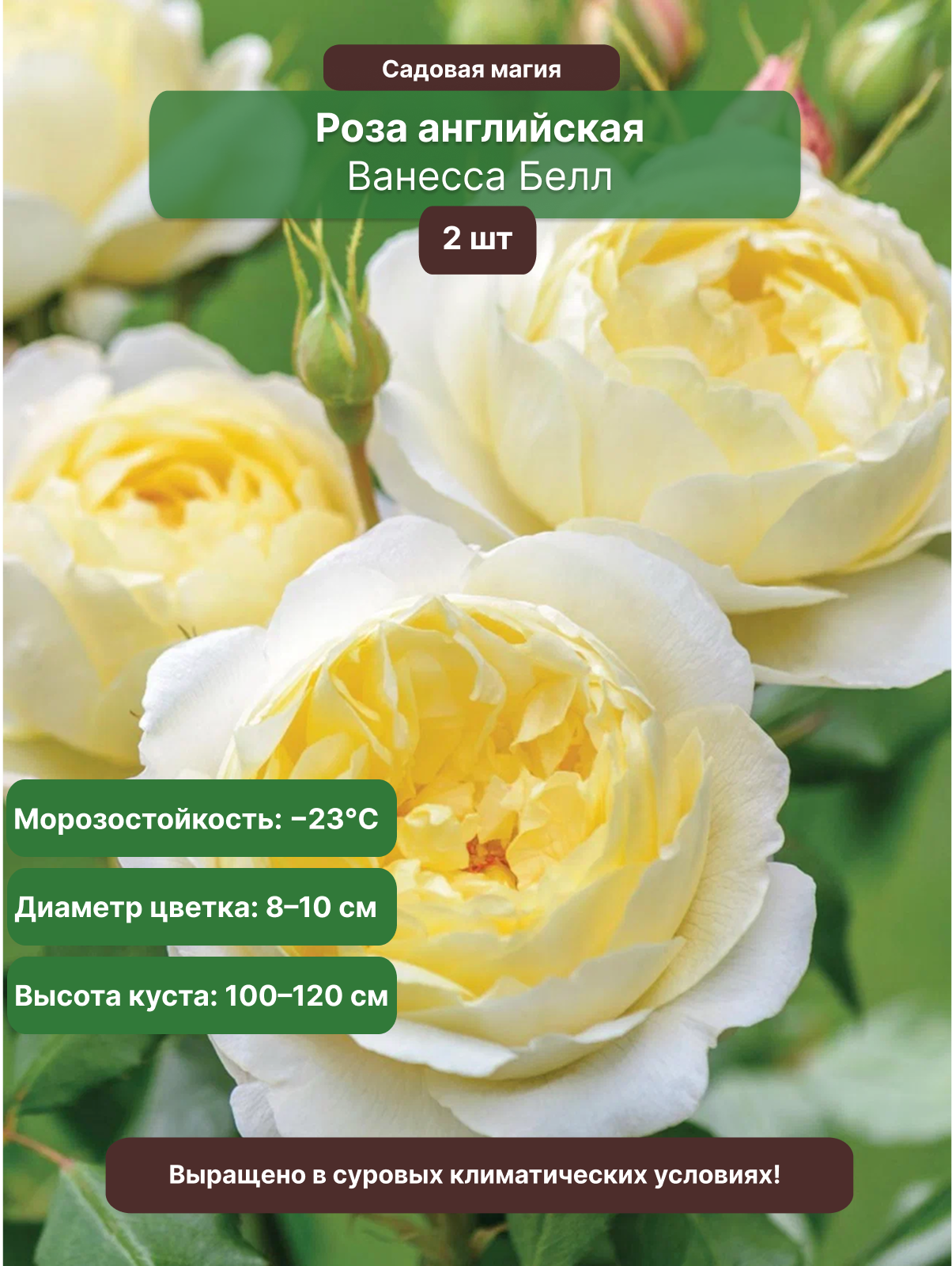 Роза английская Ванесса Белл (Vanessa Bell), 2 саж , многолетняя