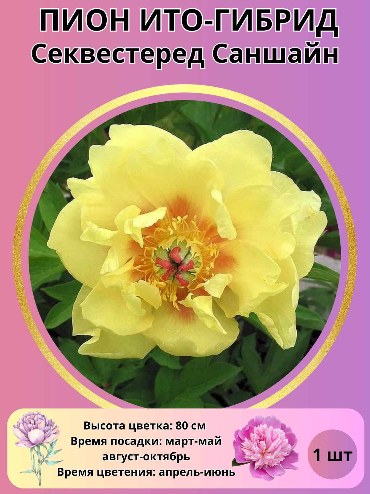 Пион ИТО-гибрид Секвестерид Саншайн, многолетние цветы