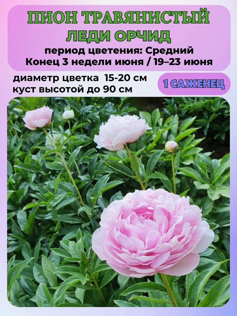 Пион травянистый Леди Орчид, корневище 1 шт.