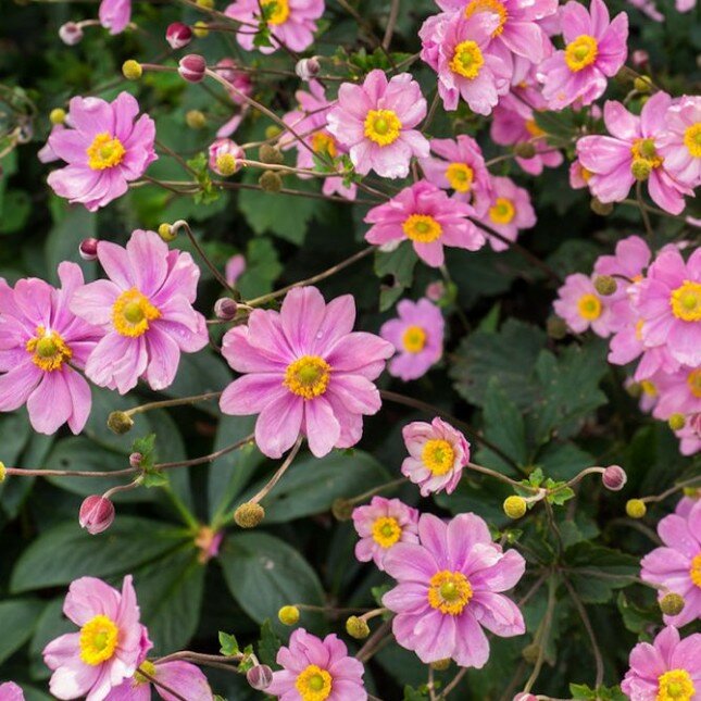 Анемона Серенада (1 корневище в горшке р9), Нидерланды