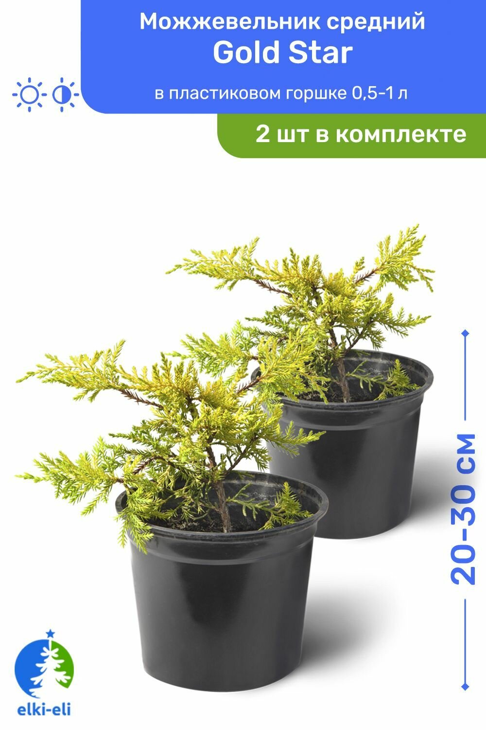 Можжевельник средний Gold Star (Голд Стар) 20-30 см в пластиковом горшке 0,5-1 л, саженец, хвойное живое растение, комплект из 2 шт