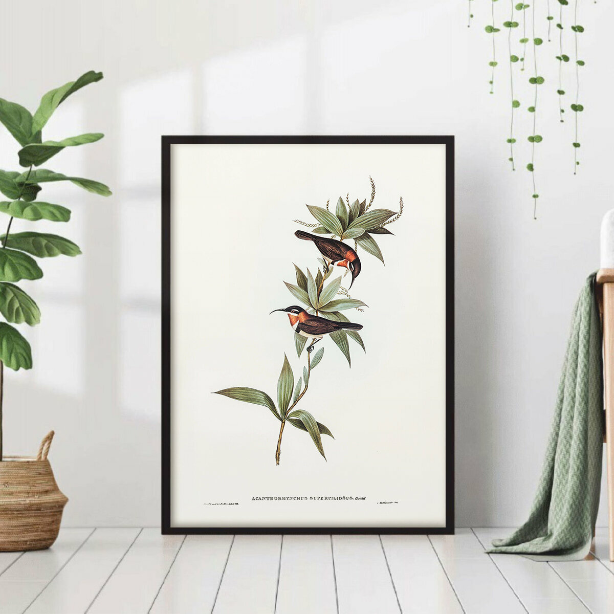 Постер "Ветка с птицами ретро иллюстрация" в черной рамке 50x70 см для интерьера на стену