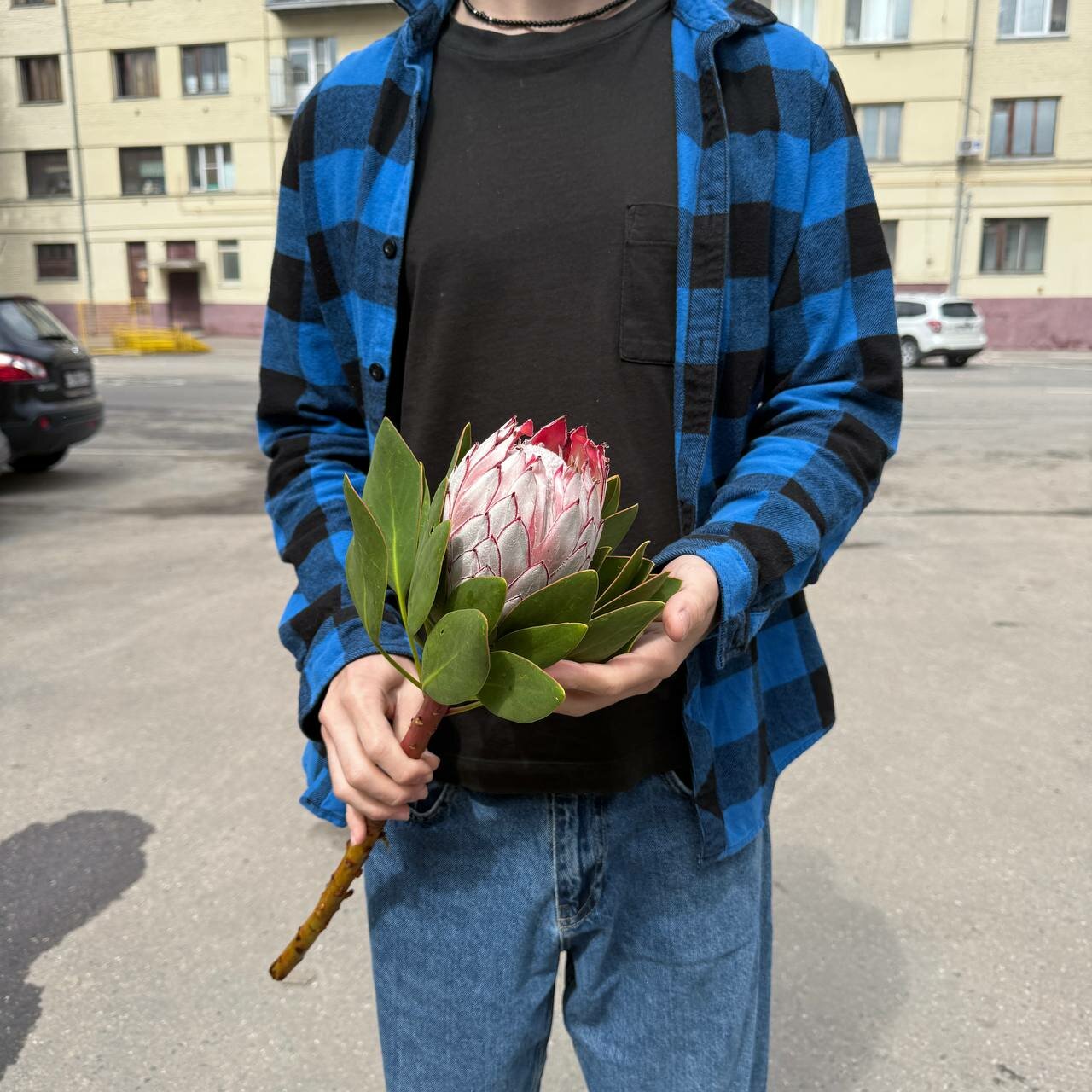 Протея demin-roses, 1 шт, высота 40см, доставка свежих цветов в день заказа