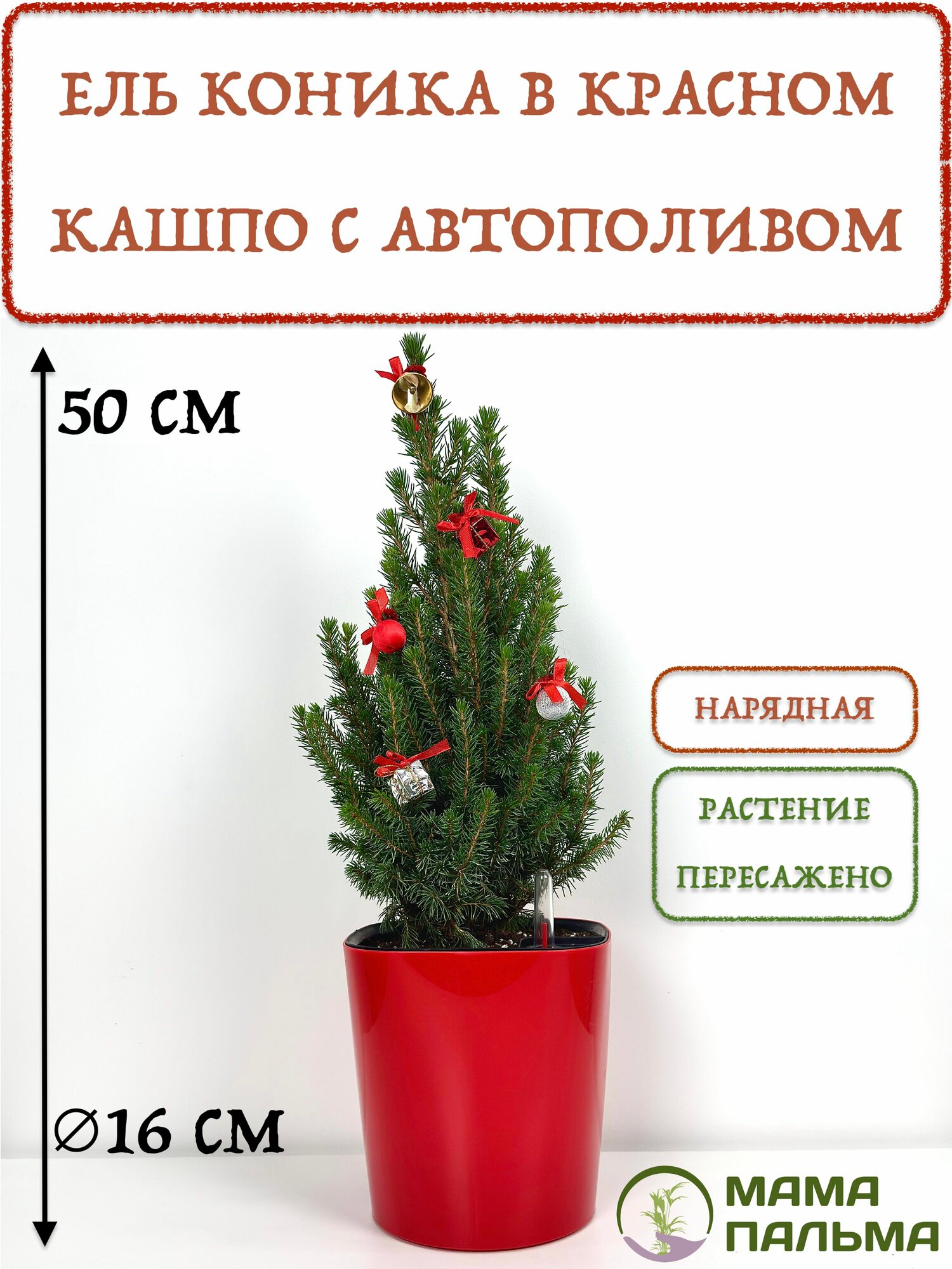 Ель живая Коника нарядная в кашпо с автополивом высота 50 см красное D16