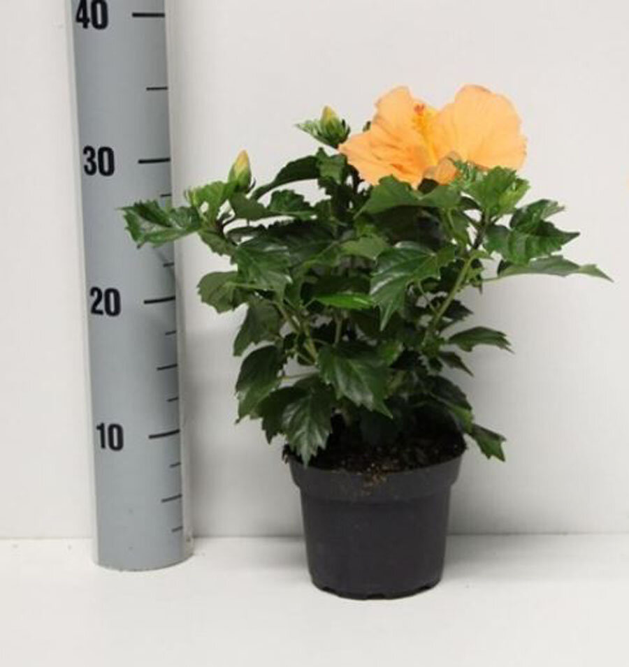 Гибискус оранжевый - Hibiscus Orange D10 H30