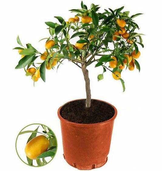 Кумкват - Kumquat D20 H65