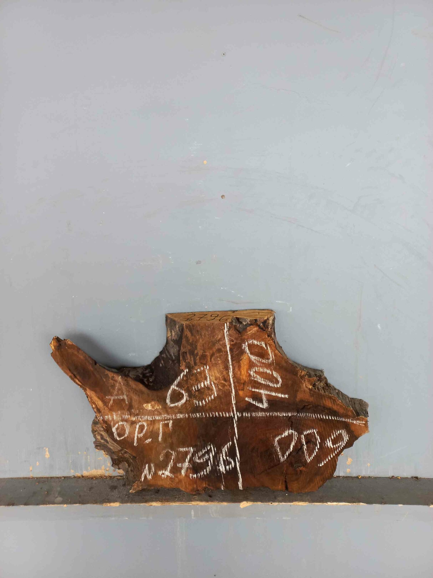 Спил торцевой из натурального дерева орех грецкий №2796, 6х40х60 см, доклес