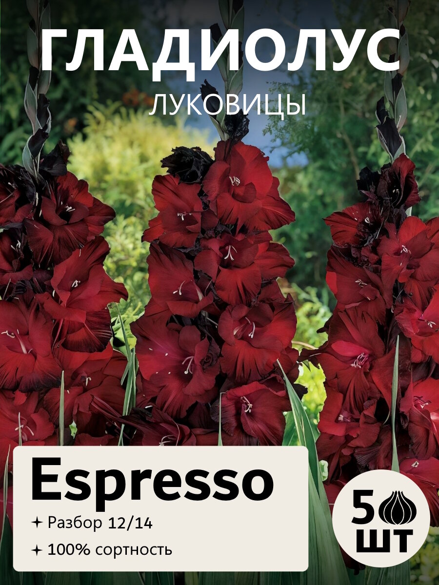 Гладиолусы луковицы крупноцветковые Эспрессо (Espresso), 5 шт