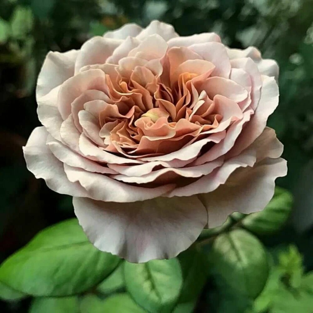 Роза чайно-гибридная Кафе Латте (Cafe Latte) / 1 шт, ароматный сорт