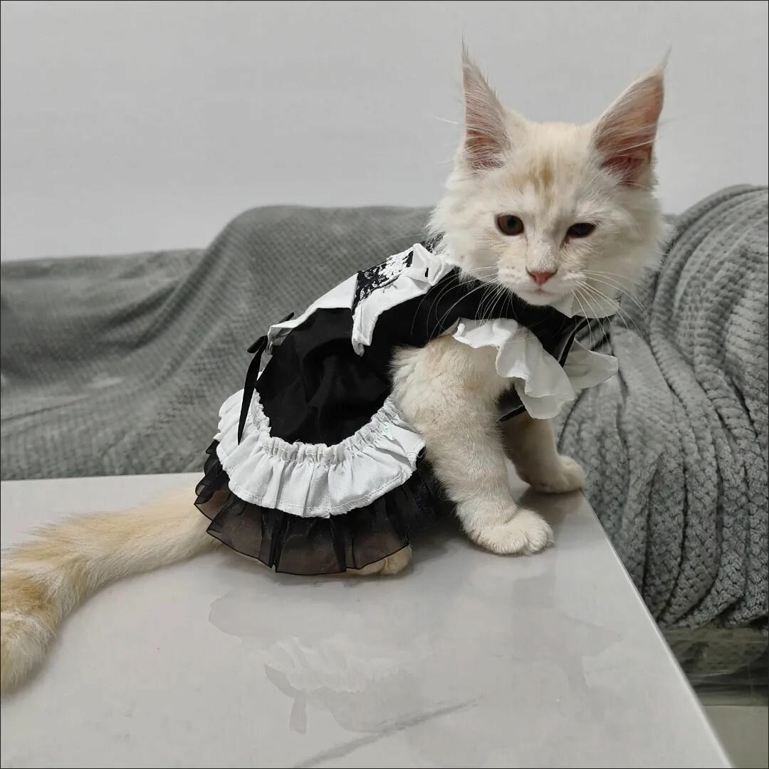 Платье принцессы для собак и кошек, костюм домашних животных
