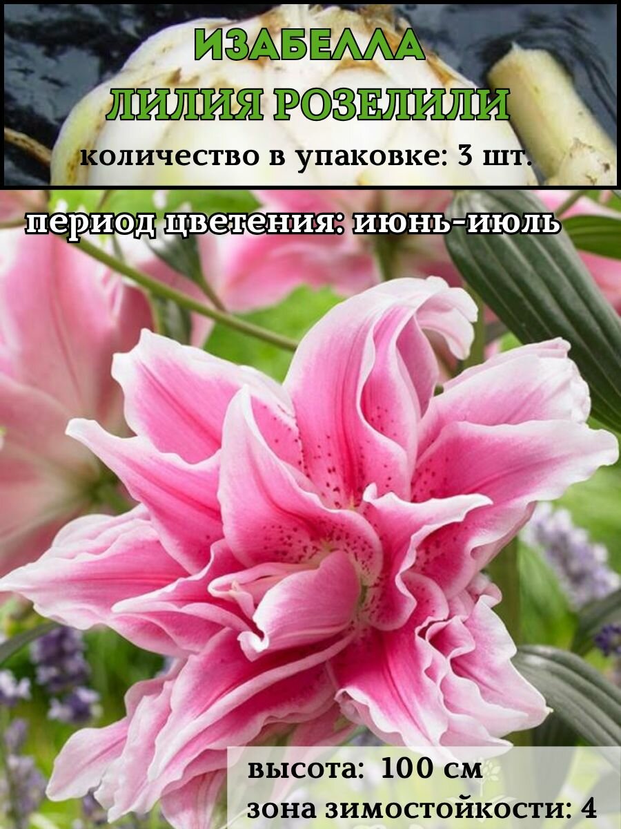 Лилия розелили Мэджик Стар, луковицы 3 штуки