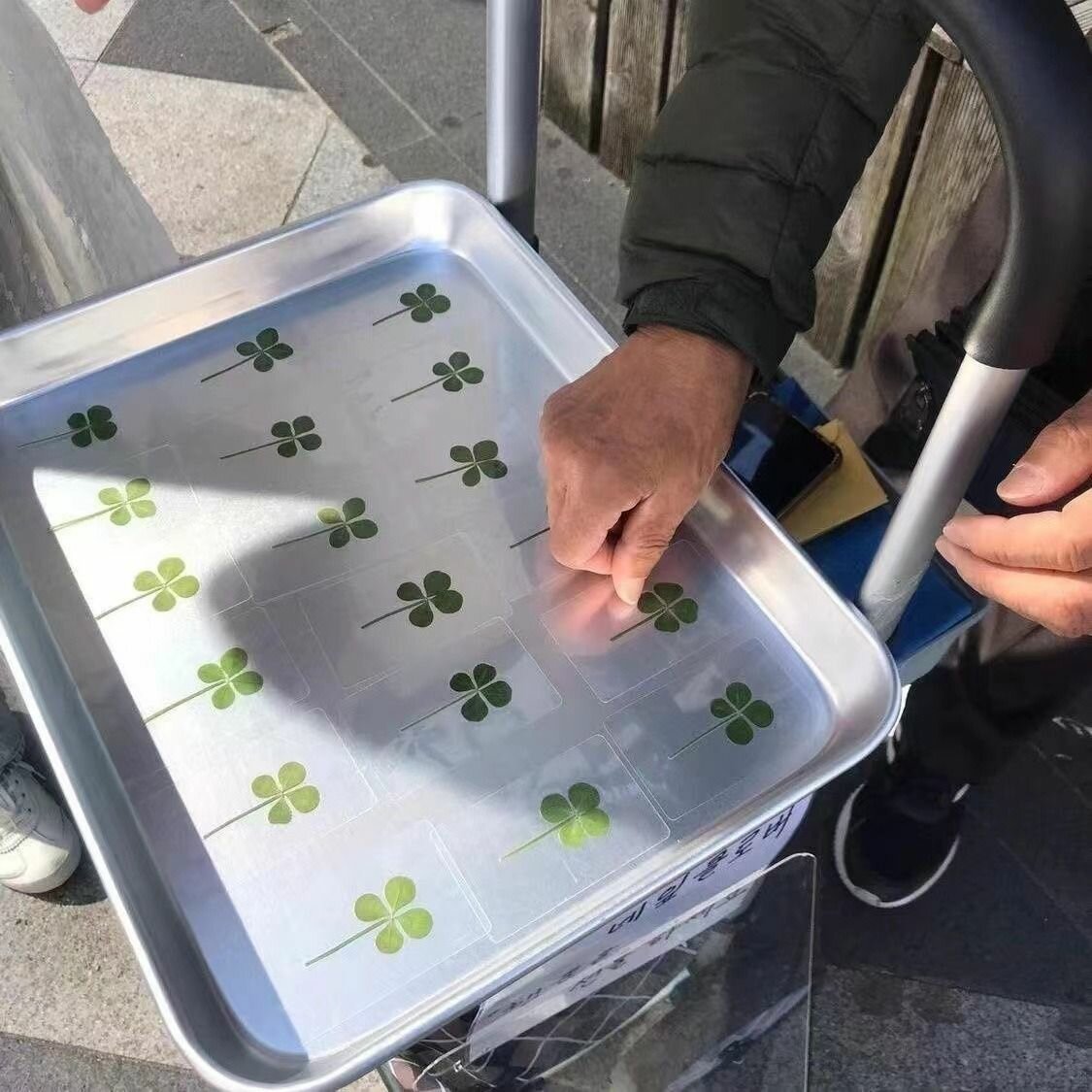 Настоящий четырехлистный клевер, амулет, приносит удачу, отгоняет невезение и сохраняет его сухим и постоянным.