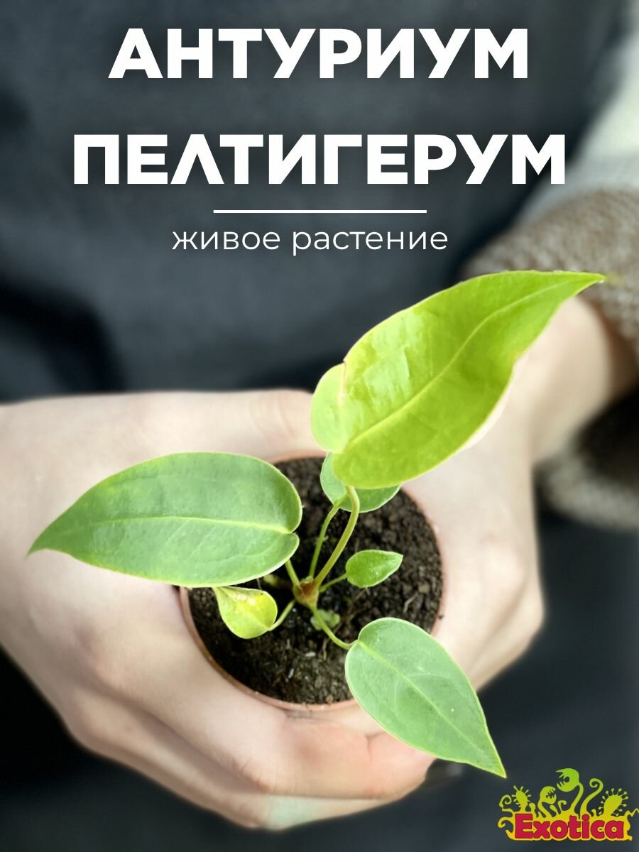 Антуриум Пелтигерум (Anthurium Peltigerum) D6см, комнатное растение