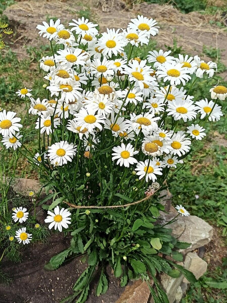 Ромашка обыкновенная семена 40 штук