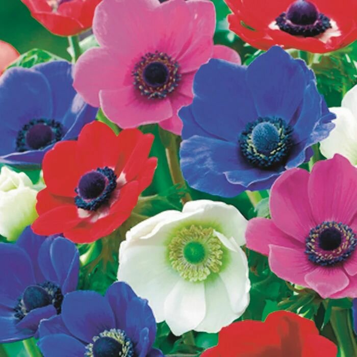 Анемона Де Каен 1шт