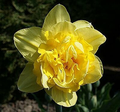 Нарцисс Йеллоу Чифулнесс махровый 5 шт