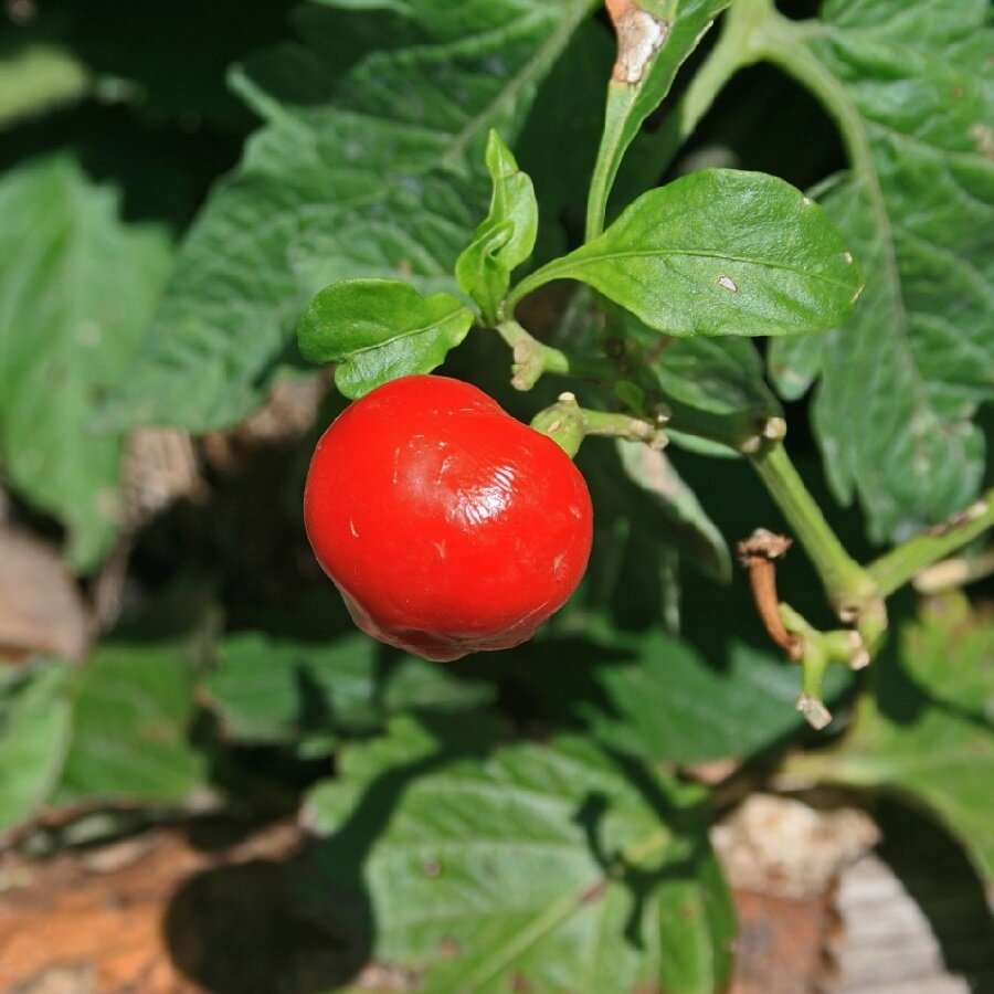 Семена Deodar SEEDS COMPANY Перец острый Спелая черешня 5 шт.