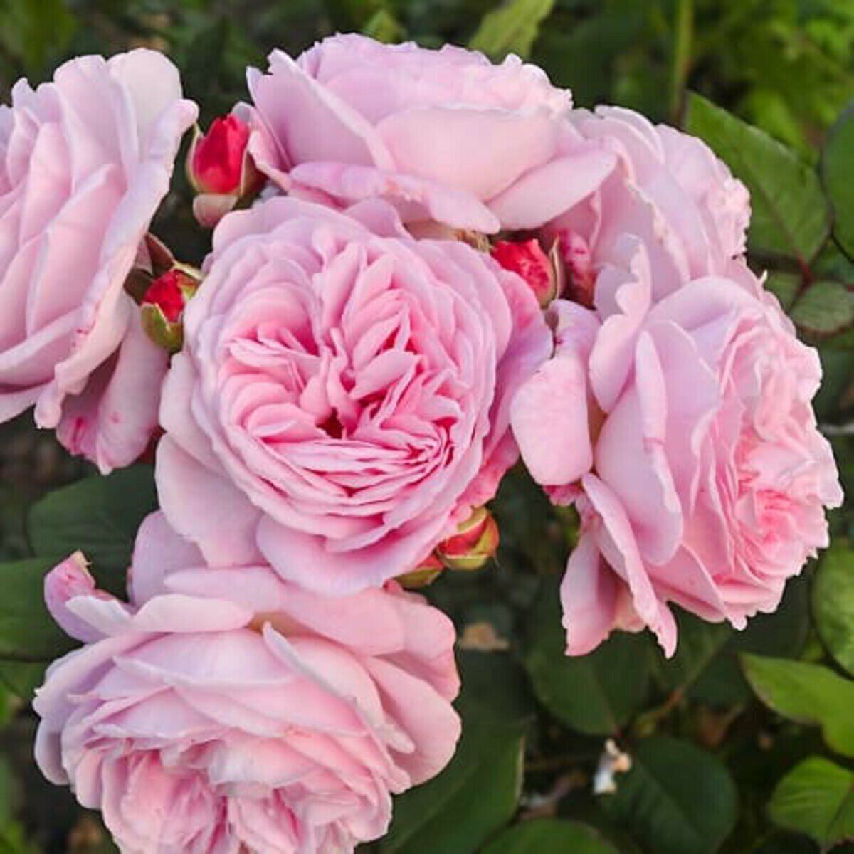 Роза флорибунда Саммер Романс (Summer Romance) / 2 шт, морозостойкий сорт