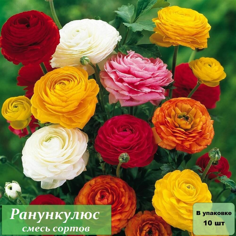 Луковицы Ранункулюс смесь сортов / цветы лютик садовый / в упаковке 10 шт