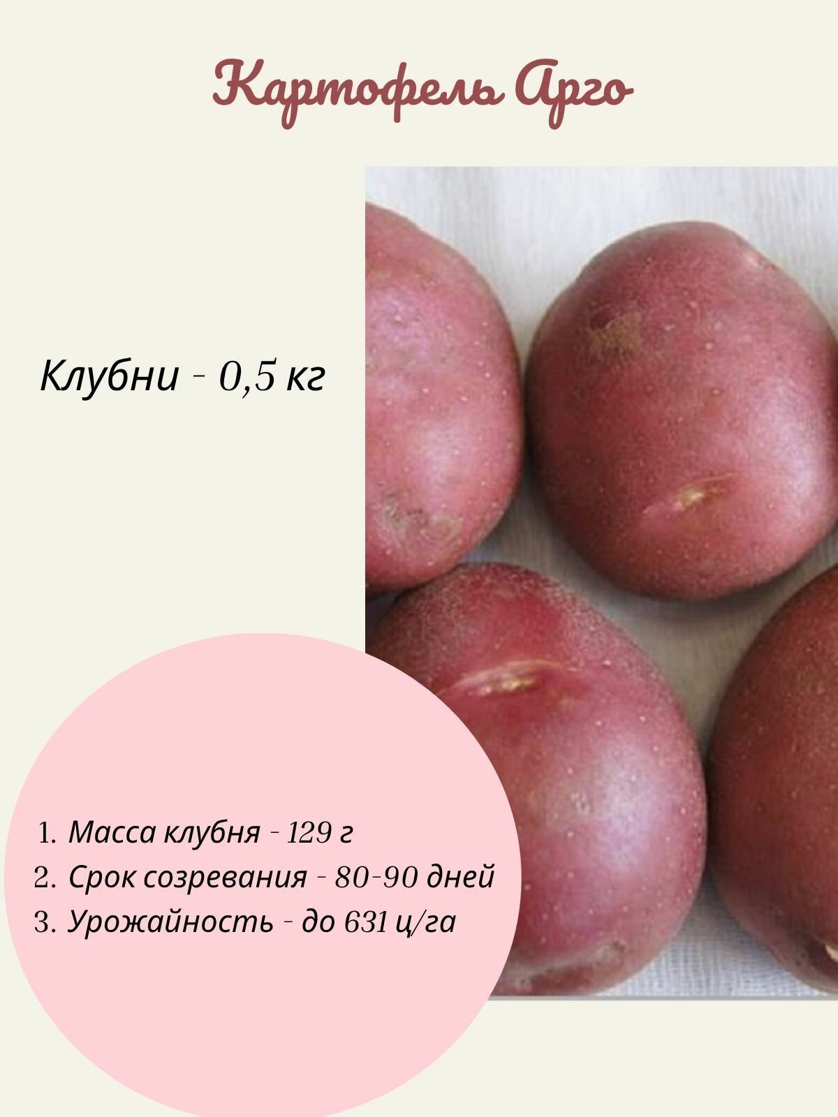 Картофель красный Арго 0,5 кг на посадку